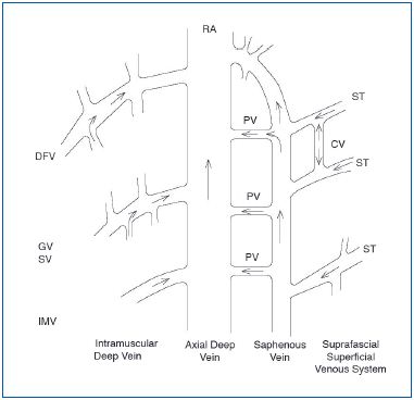 History of venous surgery (1) - Servier - PhlebolymphologyServier ...
