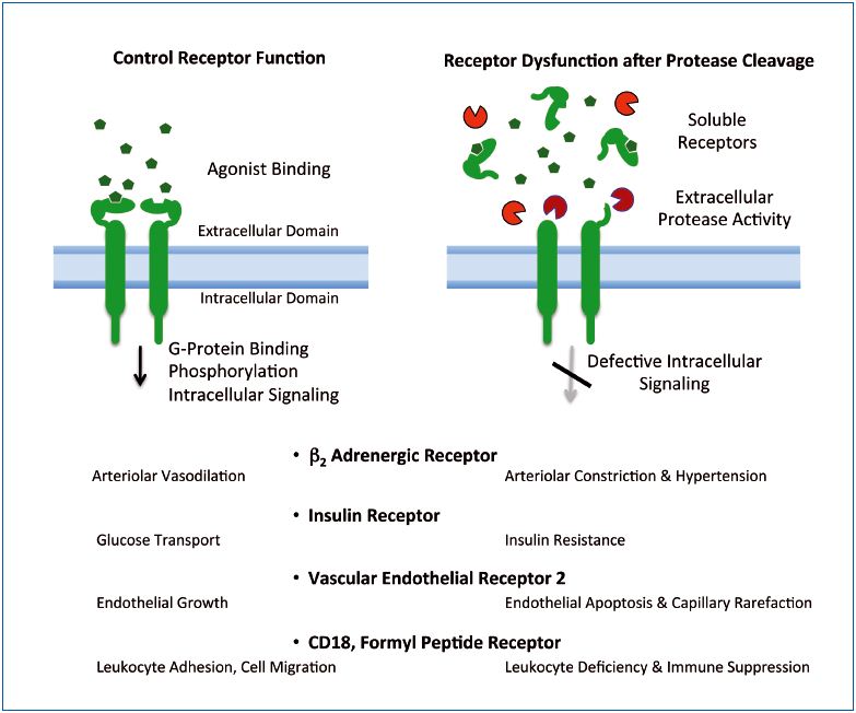 Proteolytic degradation and receptor cleavage in the microcirculation ...
