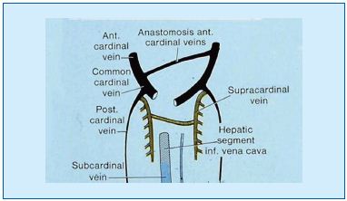 Venous embryology: the key to understanding anomalous venous conditions ...