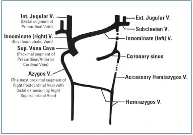 Venous embryology: the key to understanding anomalous venous conditions ...