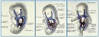 Venous embryology: the key to understanding anomalous venous conditions ...