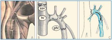 The venous valves of the lower limbs - Servier ...