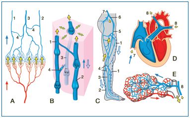 Critical role of the vasa venarum in the pathogenesis of chronic venous ...