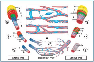 Critical role of the vasa venarum in the pathogenesis of chronic venous ...